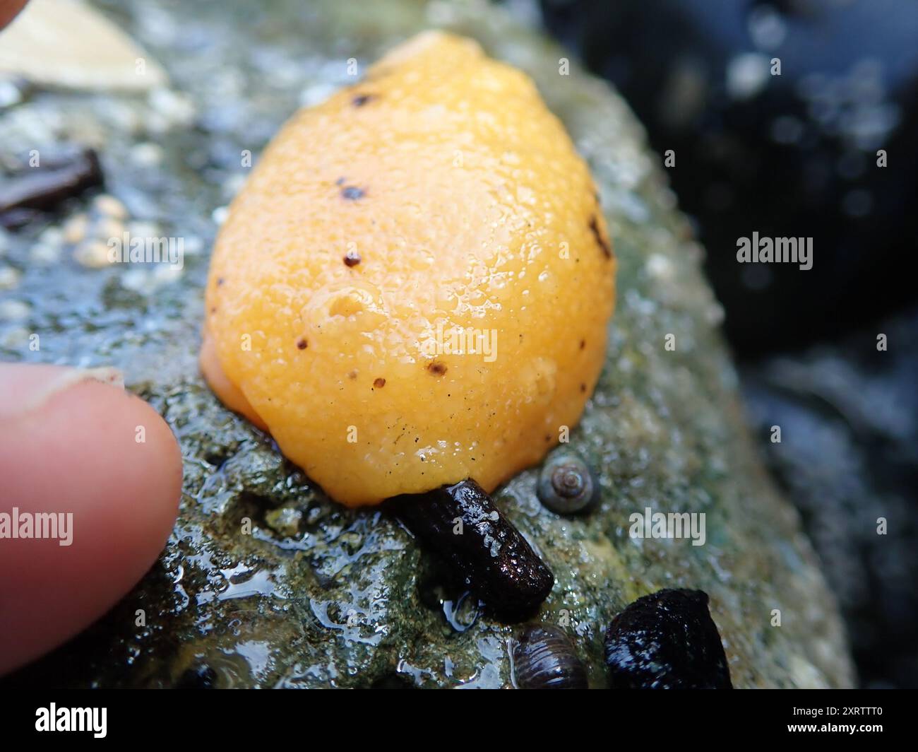 Monterey Dorid (Doris montereyensis) Mollusca Stock Photo - Alamy