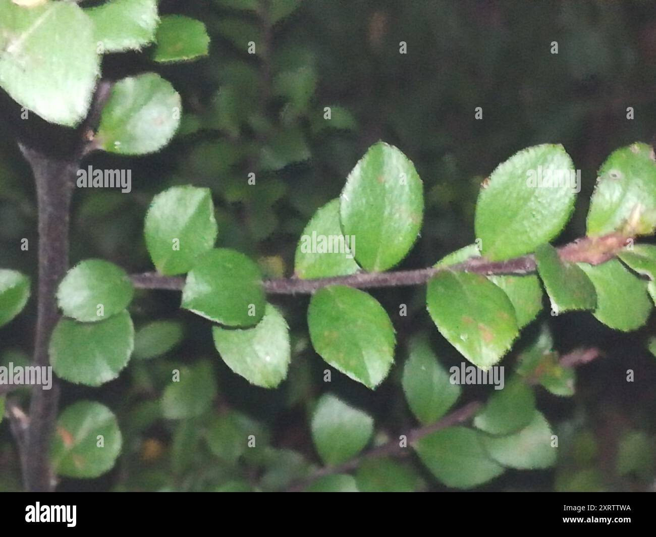 African Boxwood (Myrsine africana) Plantae Stock Photo - Alamy