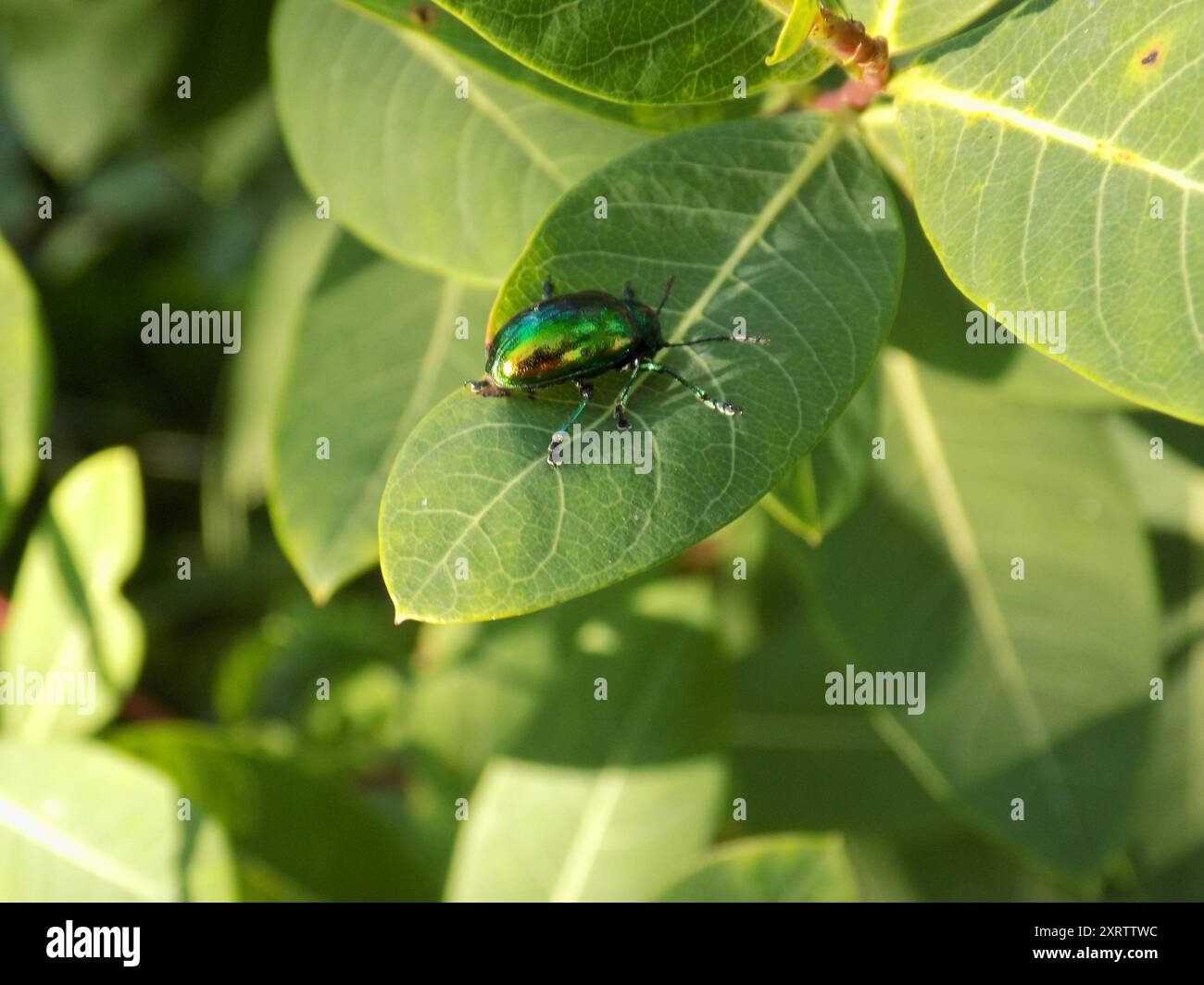Dogbane Leaf Beetle (Chrysochus auratus) Insecta Stock Photo - Alamy