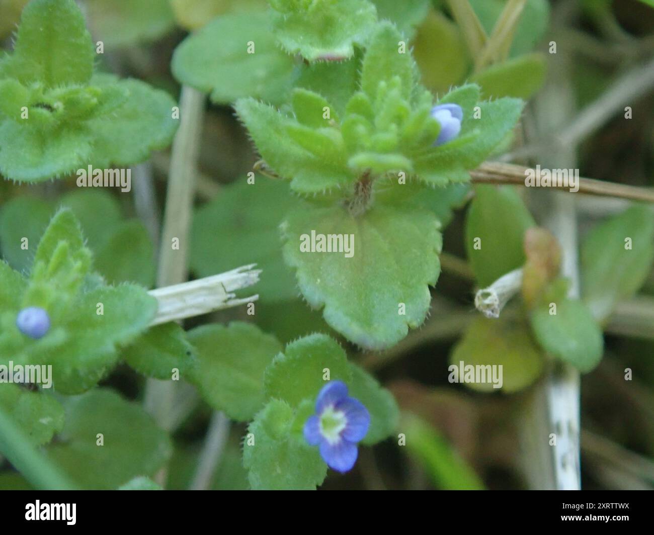 corn speedwell (Veronica arvensis) Plantae Stock Photo - Alamy