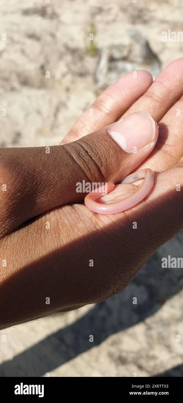 Cuvier's Blind Legless Skink (Typhlosaurus caecus) Reptilia Stock Photo ...