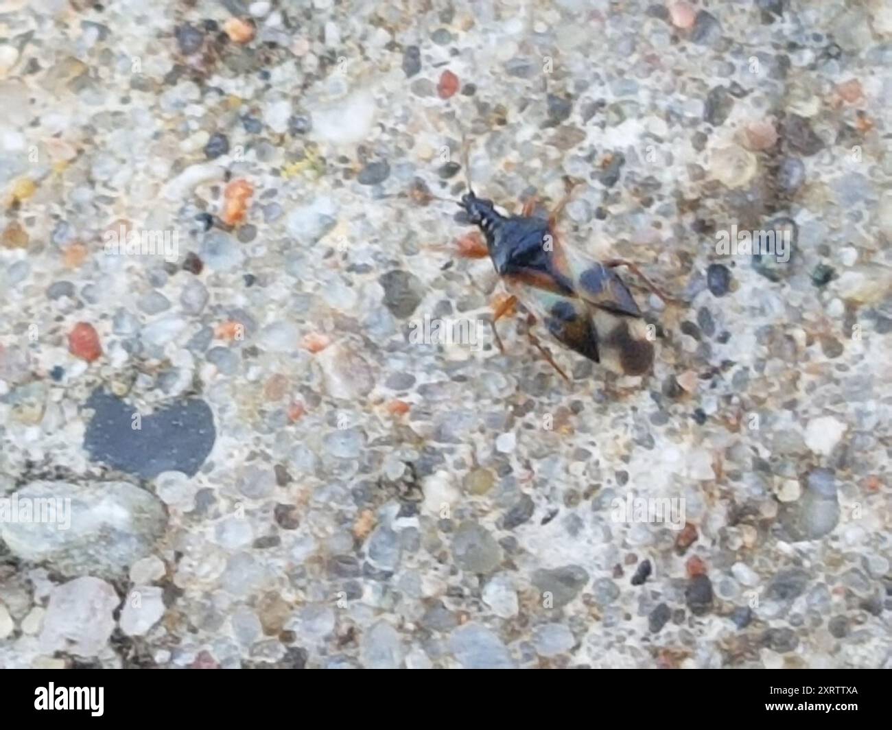 Common Flowerbug (Anthocoris nemorum) Insecta Stock Photo - Alamy