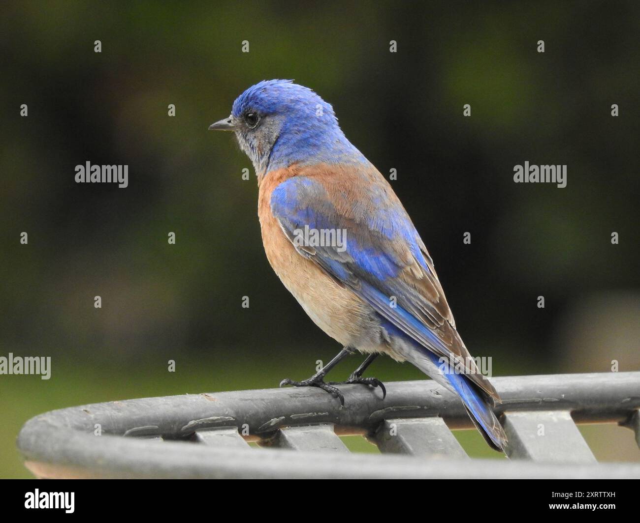 Western Bluebird (Sialia mexicana) Aves Stock Photo - Alamy
