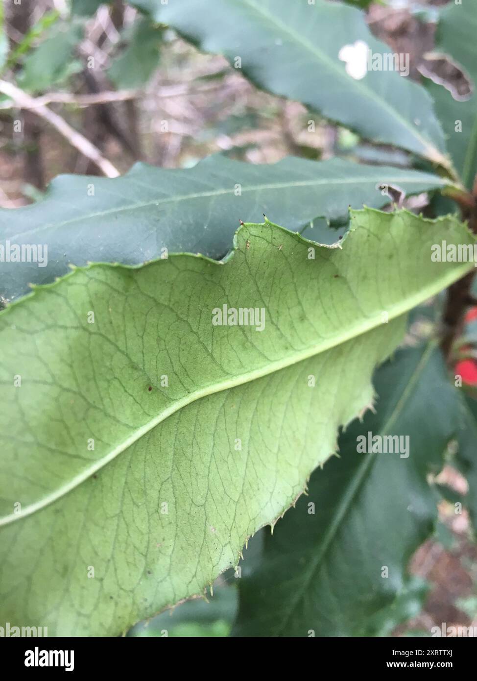 Chinese Photinia (Photinia serratifolia) Plantae Stock Photo - Alamy