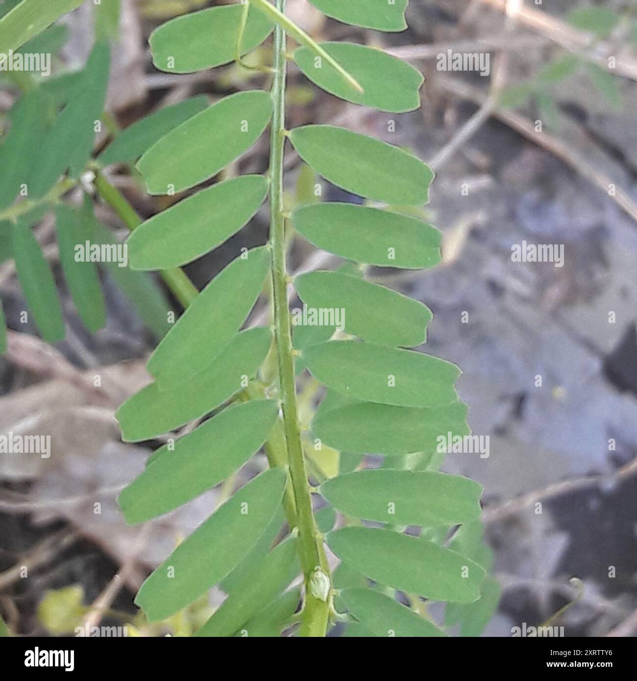 Vetches (Vicia) Plantae Stock Photo - Alamy