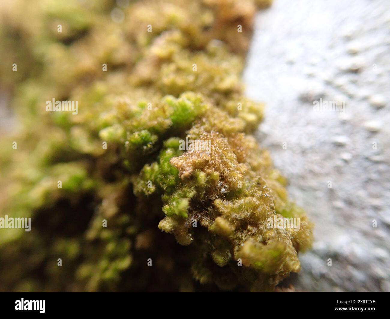 Tree Fringewort (Ptilidium pulcherrimum) Plantae Stock Photo - Alamy