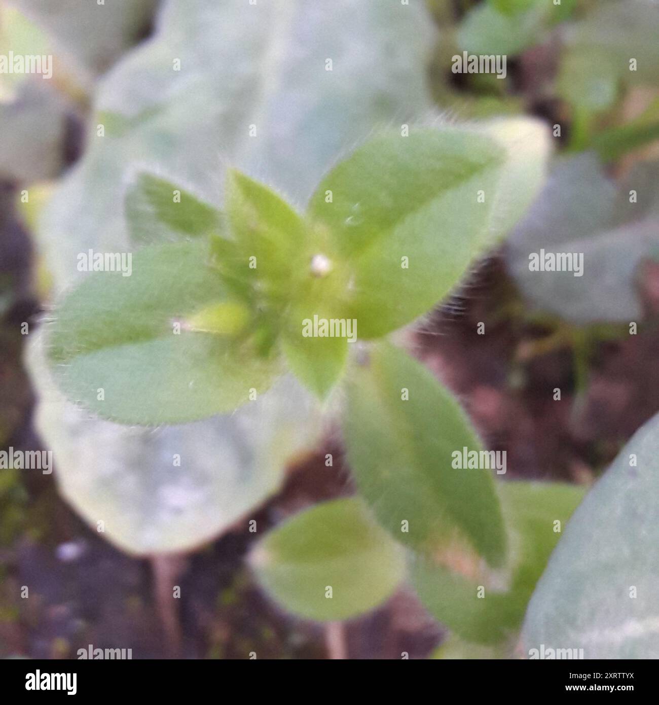 Sticky mouse-ear chickweed (Cerastium glomeratum) Plantae Stock Photo ...