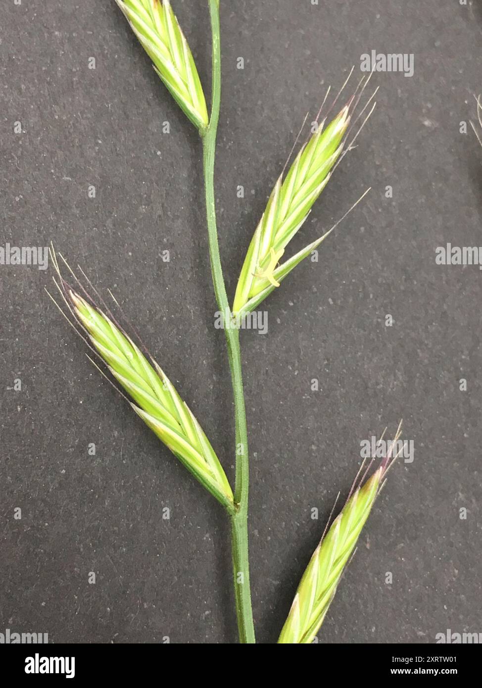 monocots (Liliopsida) Plantae Stock Photo - Alamy