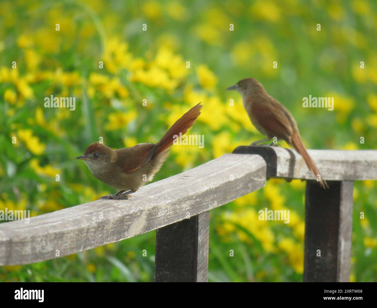 Greater Thornbird (Phacellodomus ruber) Aves Stock Photo - Alamy