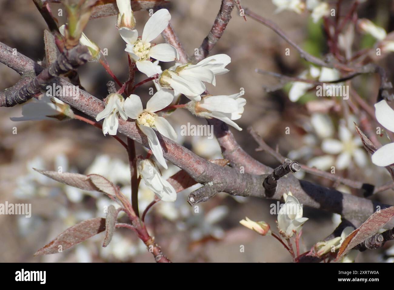 common serviceberry (Amelanchier arborea) Plantae Stock Photo - Alamy