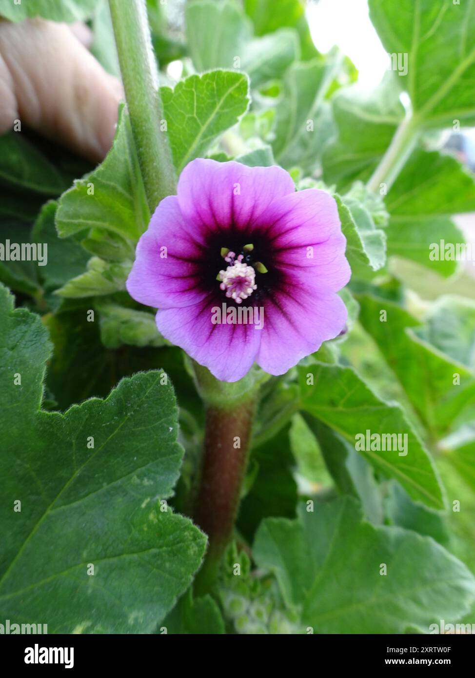 Tree Mallow (Malva arborea) Plantae Stock Photo - Alamy
