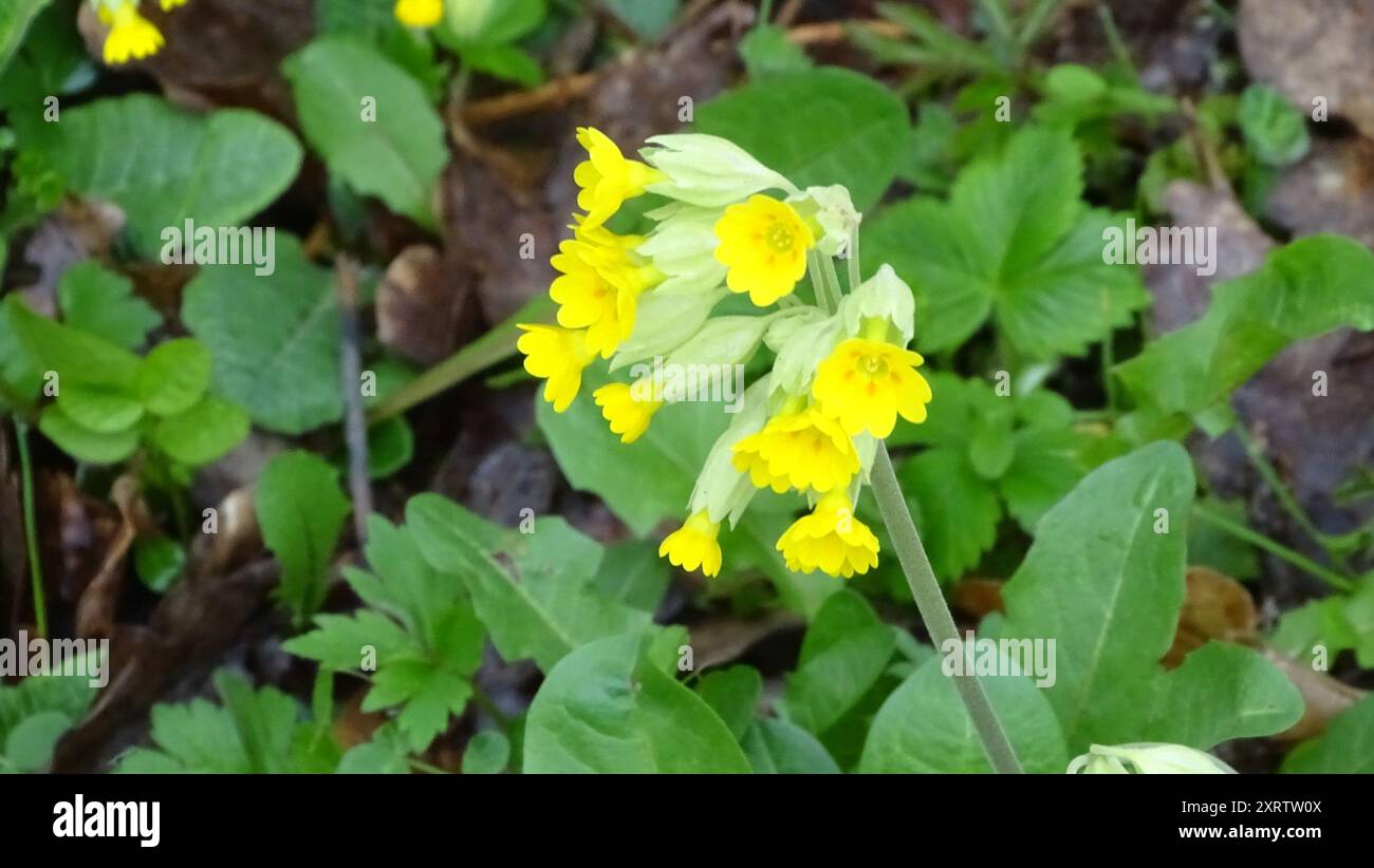 Oxlip (Primula elatior) Plantae Stock Photo - Alamy