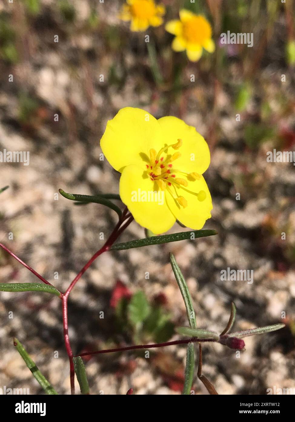 evening primrose family (Onagraceae) Plantae Stock Photo - Alamy