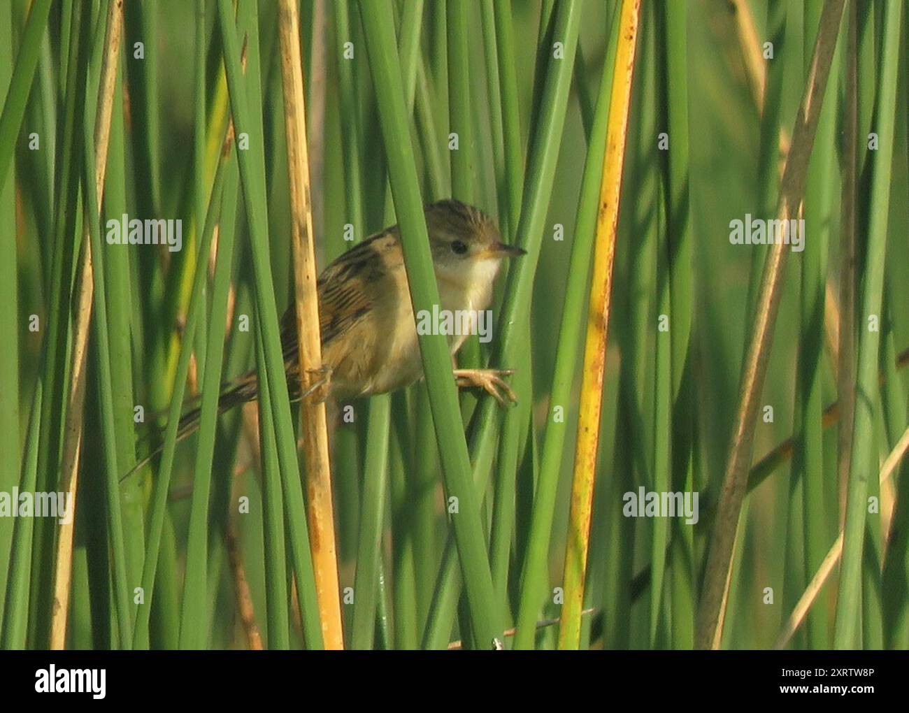 Bay-capped Wren-Spinetail (Spartonoica maluroides) Aves Stock Photo - Alamy