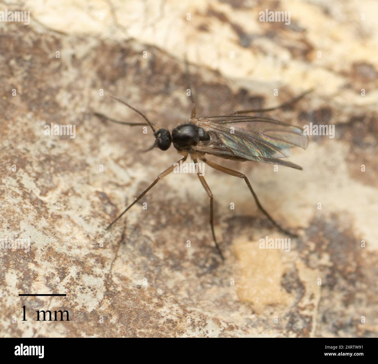 Dark-winged Fungus Gnats (Sciaridae) Insecta Stock Photo - Alamy