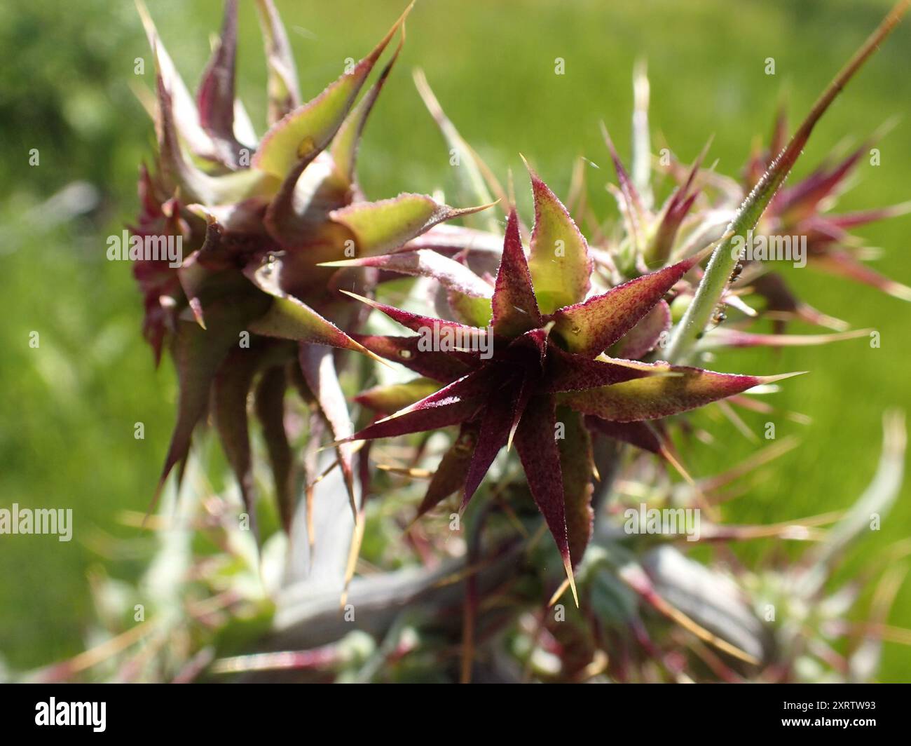 Mount Hamilton fountain thistle (Cirsium fontinale campylon) Plantae ...