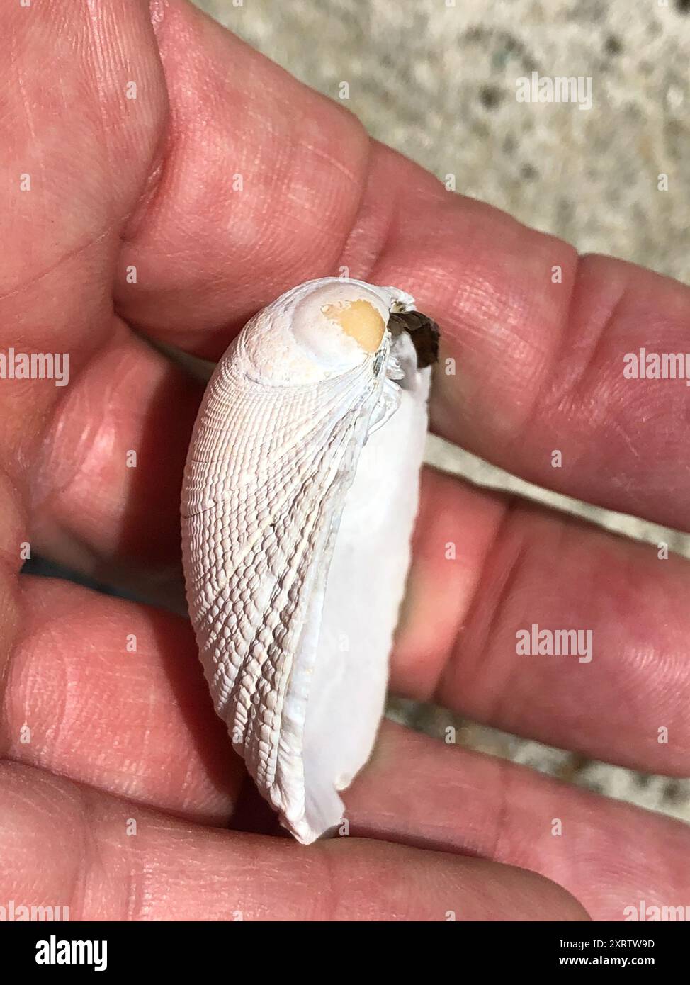 Pacific Littleneck Clam (Leukoma staminea) Mollusca Stock Photo - Alamy