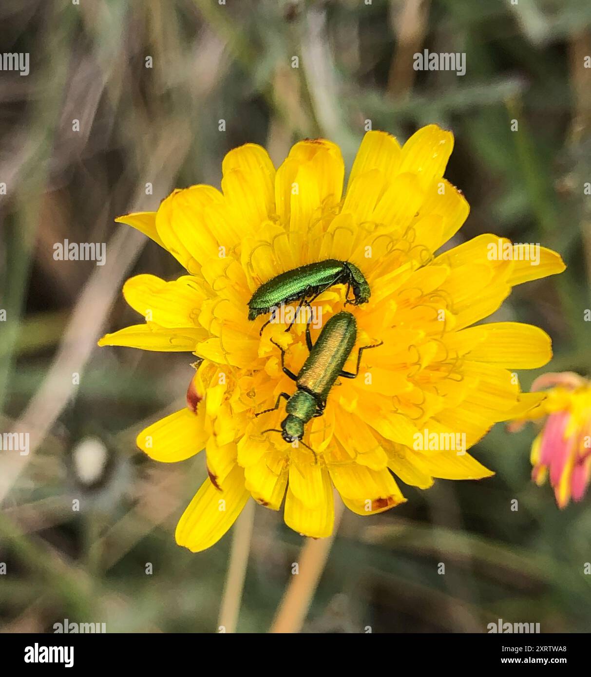 Cucujiform beetles hi-res stock photography and images - Alamy