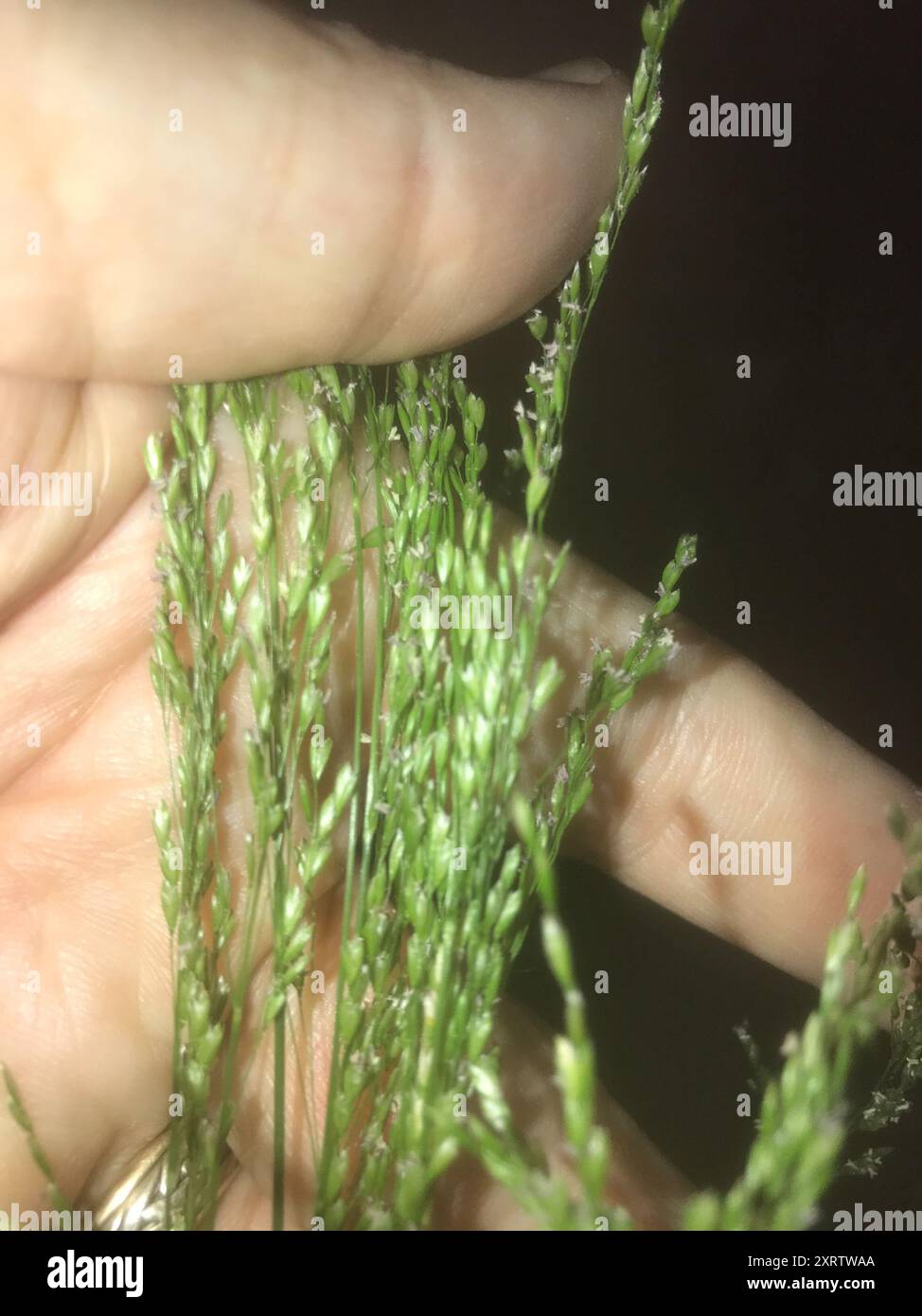 Shiny Wedgegrass (Sphenopholis nitida) Plantae Stock Photo - Alamy