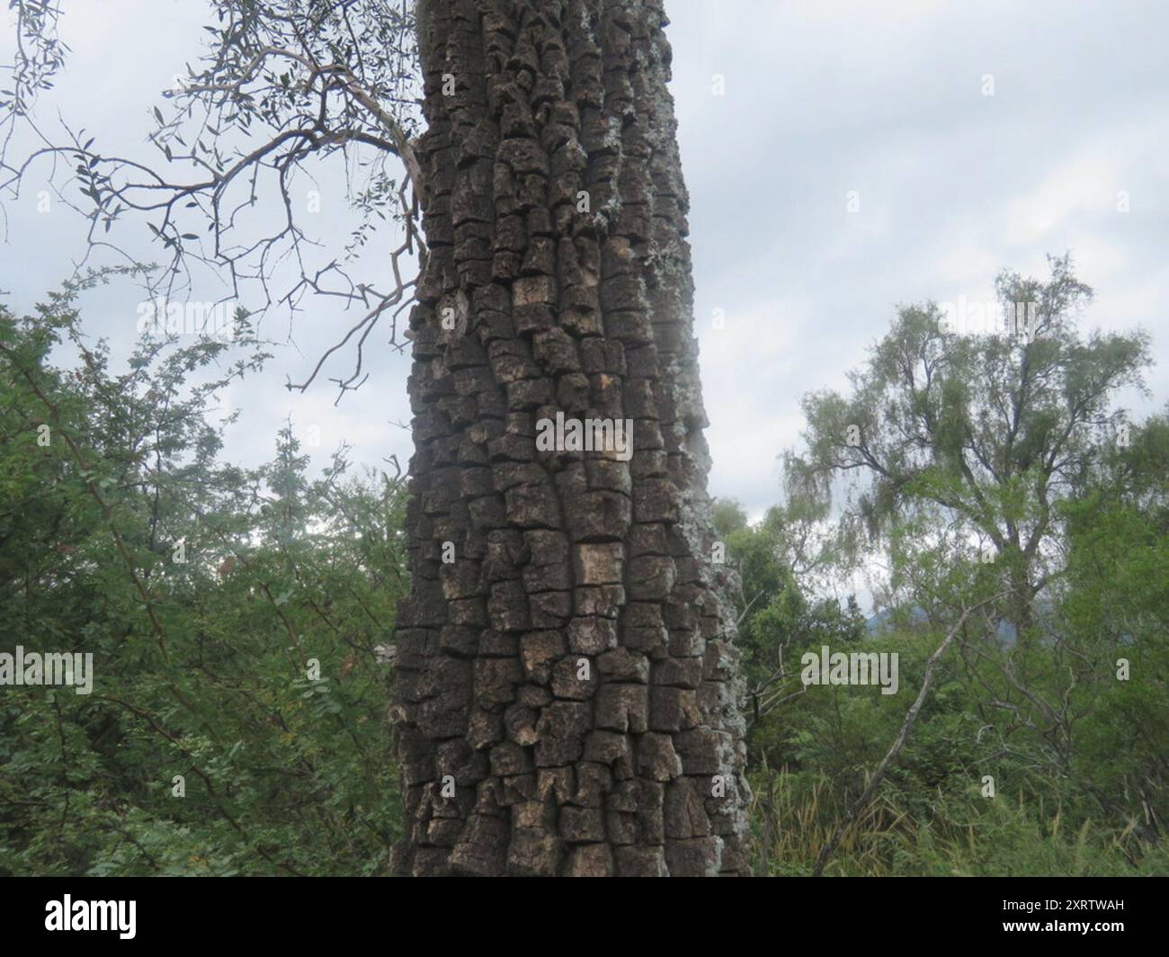 Common White Quebracho (Aspidosperma quebracho-blanco) Plantae Stock ...