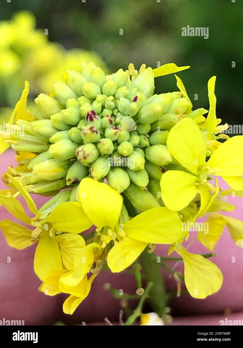 annual bastard cabbage (Rapistrum rugosum) Plantae Stock Photo - Alamy