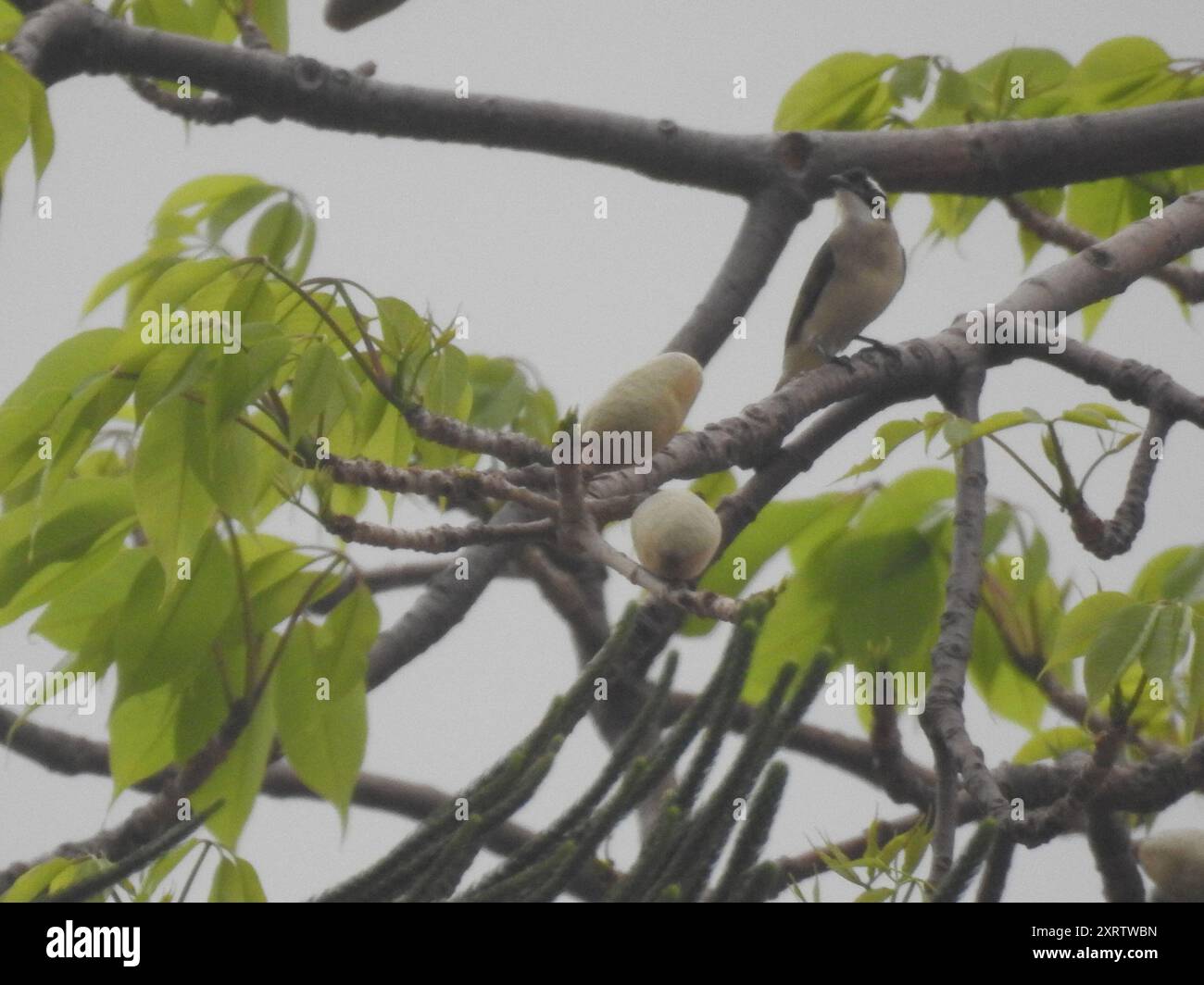 Light-vented Bulbul (Pycnonotus sinensis) Aves Stock Photo - Alamy