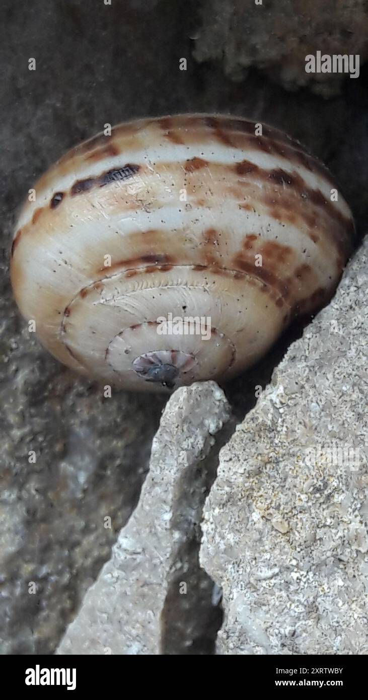 White Italian Snail (Theba pisana) Mollusca Stock Photo - Alamy