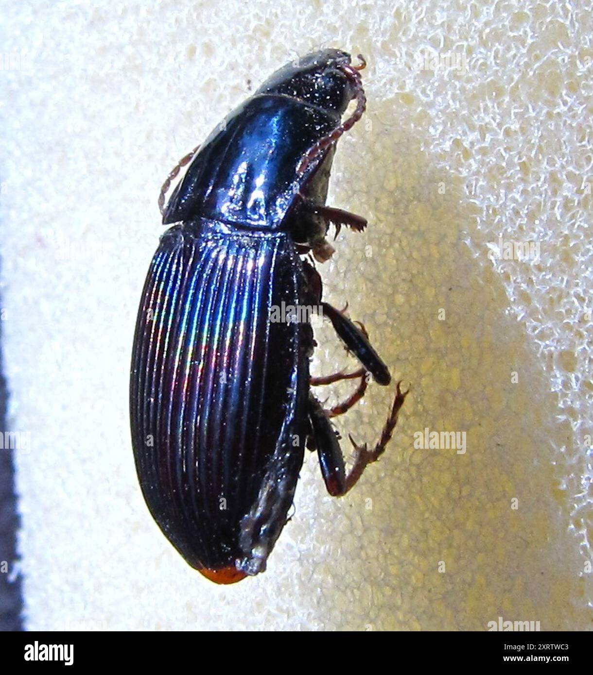 (Pterostichus sculptus) Insecta Stock Photo - Alamy