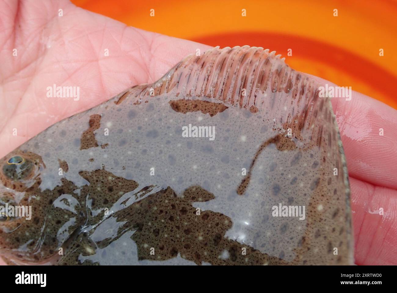 Windowpane Flounder (Scophthalmus aquosus) Actinopterygii Stock Photo ...