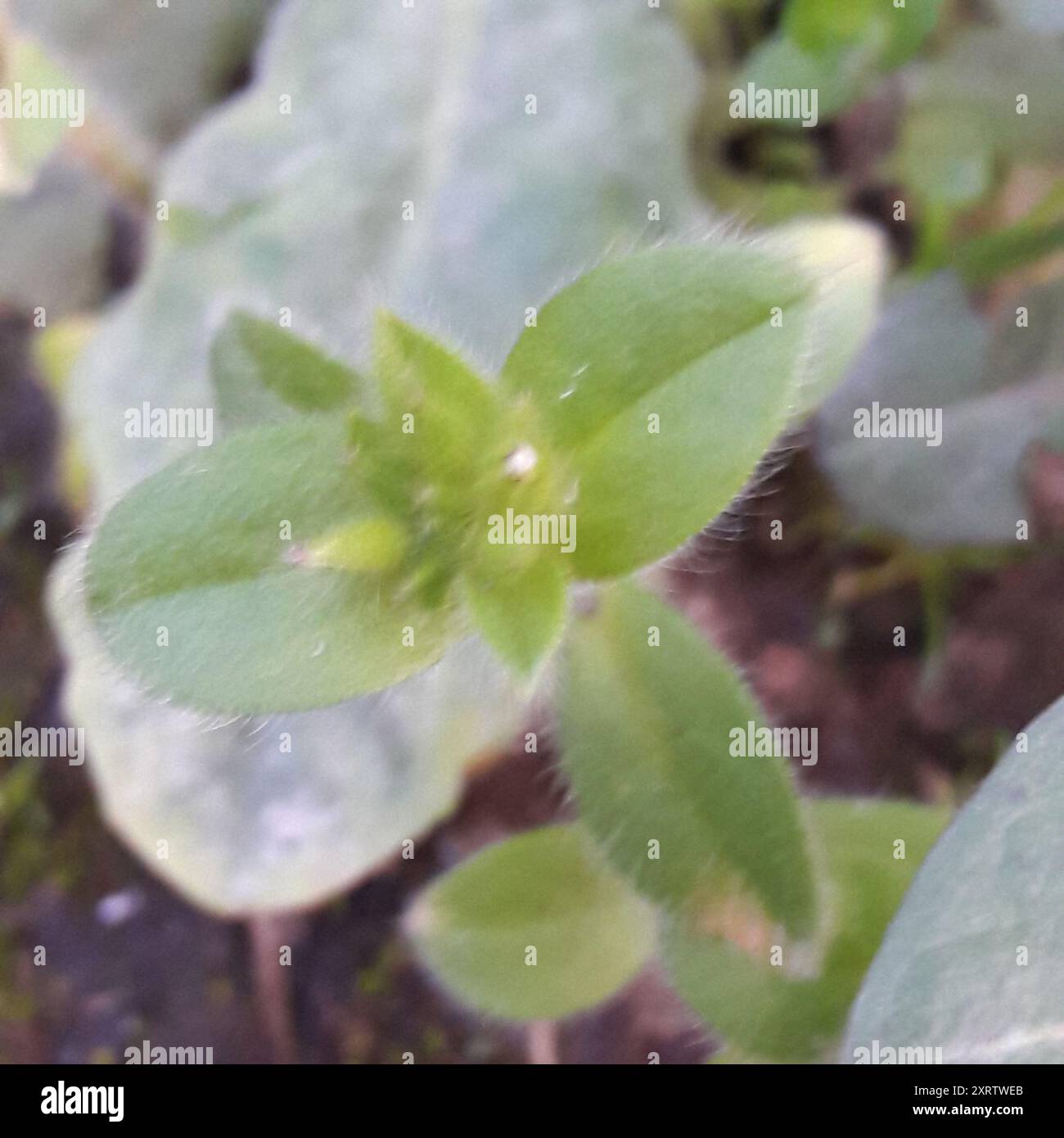 Sticky mouse-ear chickweed (Cerastium glomeratum) Plantae Stock Photo ...