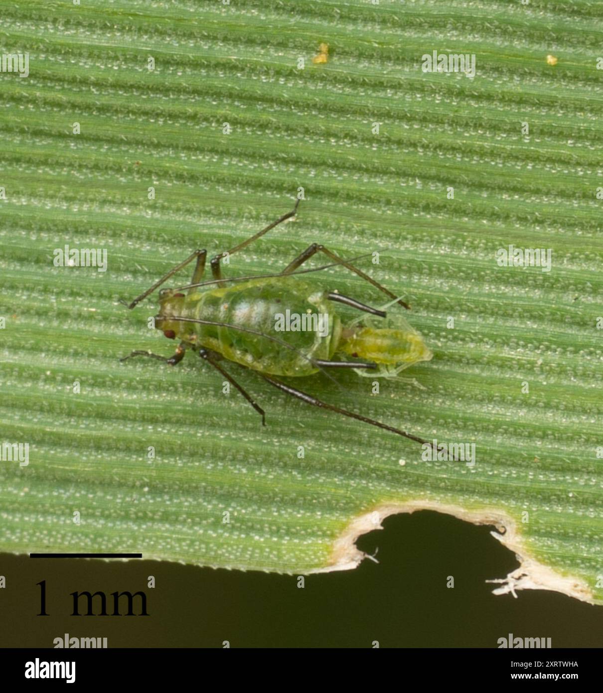 Fragariae hi-res stock photography and images - Alamy