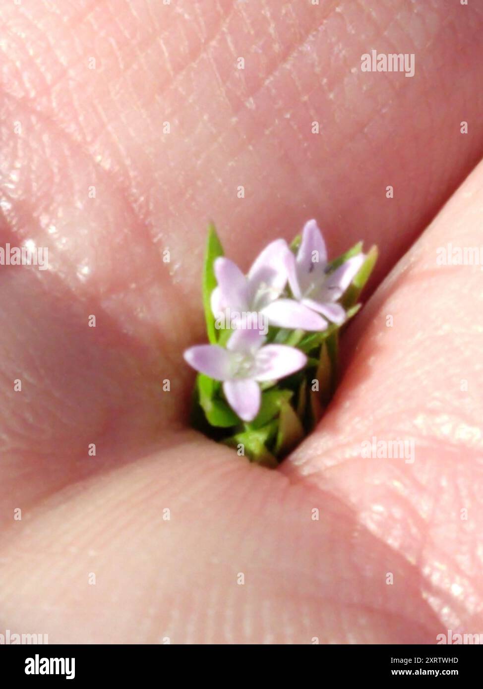 Field madder (Sherardia arvensis) Plantae Stock Photo - Alamy