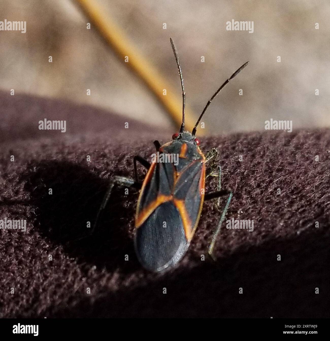 Eastern Boxelder Bug (Boisea trivittata) Insecta Stock Photo - Alamy