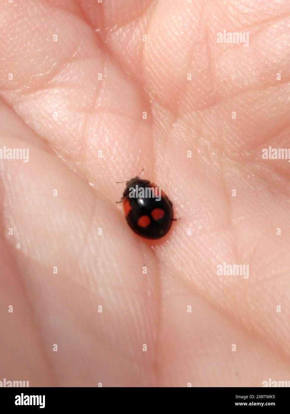Two-spotted Lady Beetle (Adalia bipunctata) Insecta Stock Photo - Alamy
