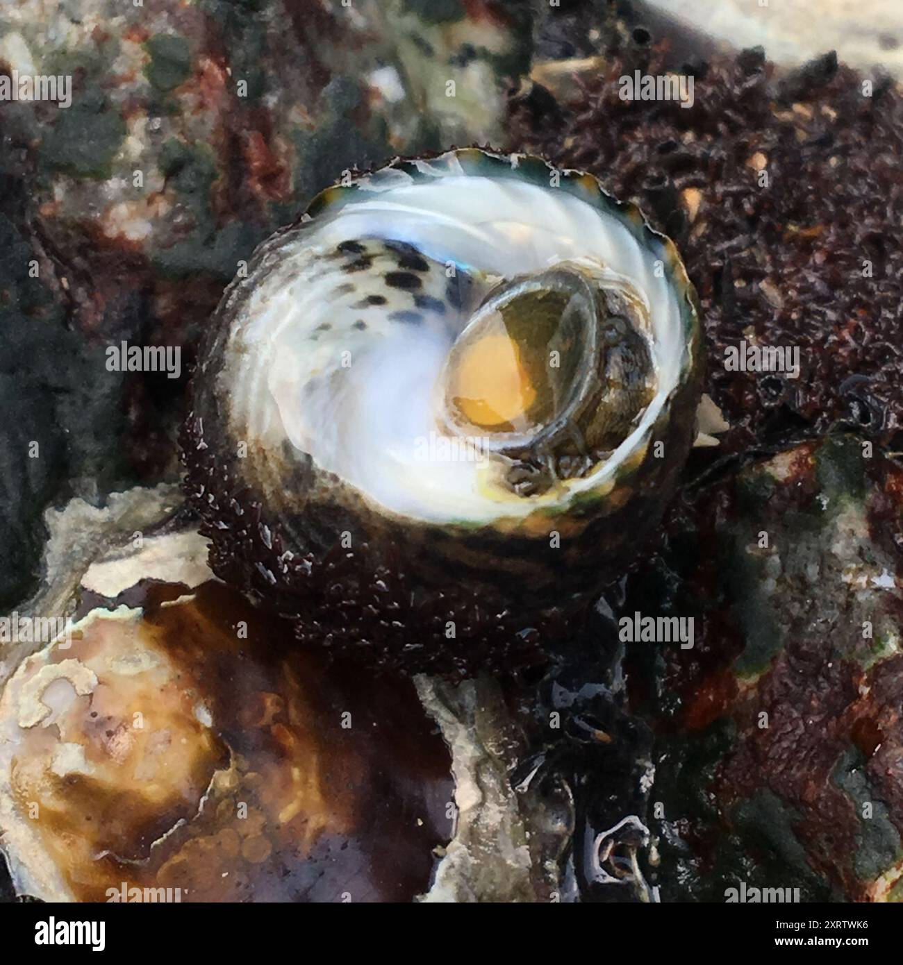 Nerite Snails (Neritidae) Mollusca Stock Photo - Alamy