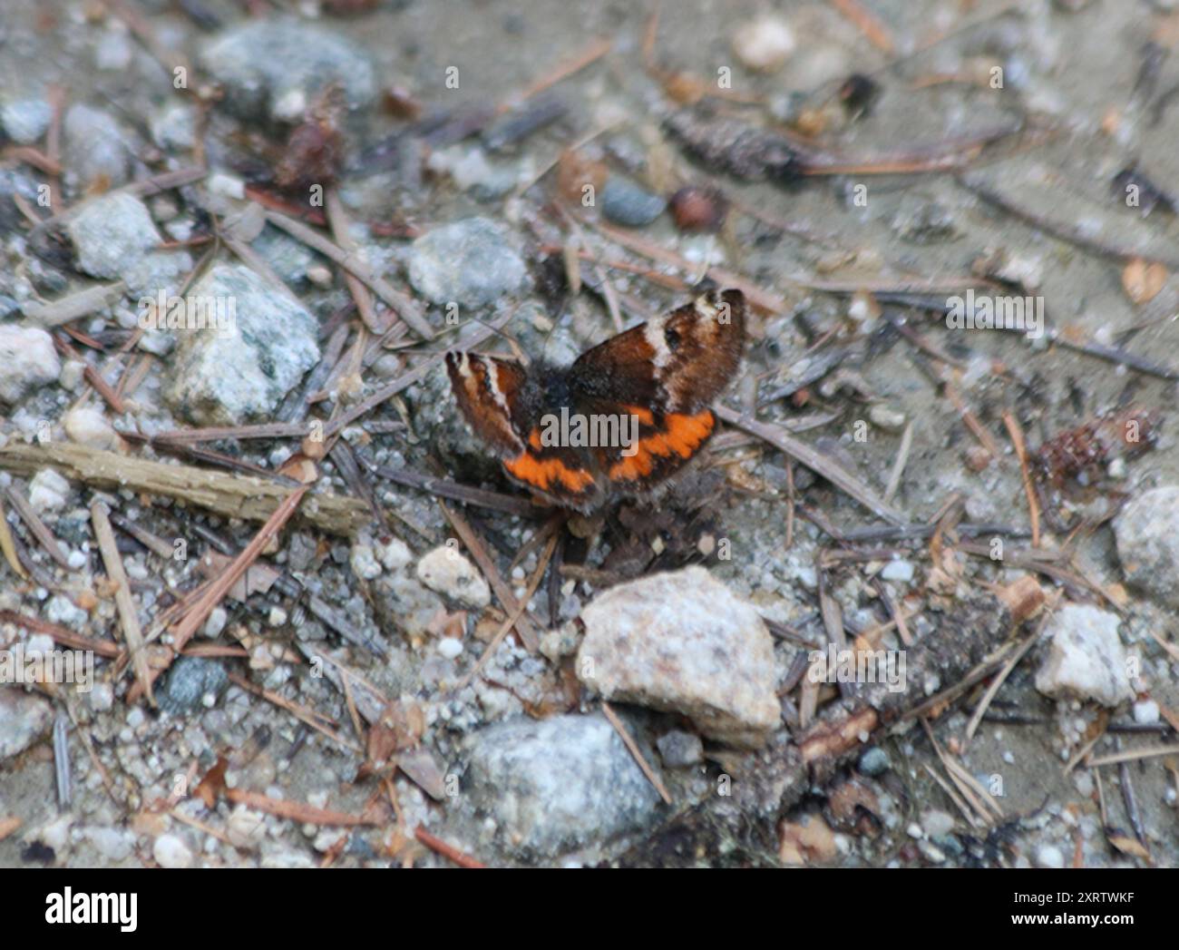 Infant Moth (Archiearis infans) Insecta Stock Photo - Alamy
