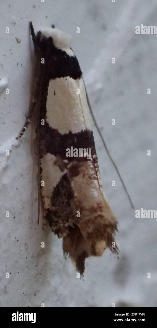 Wool Moth (Monopis icterogastra) Insecta Stock Photo - Alamy