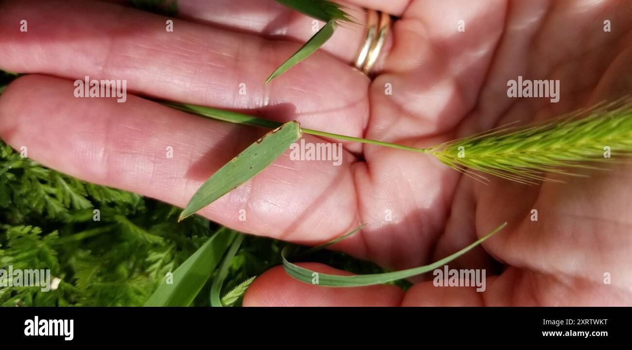 little barley (Hordeum pusillum) Plantae Stock Photo - Alamy