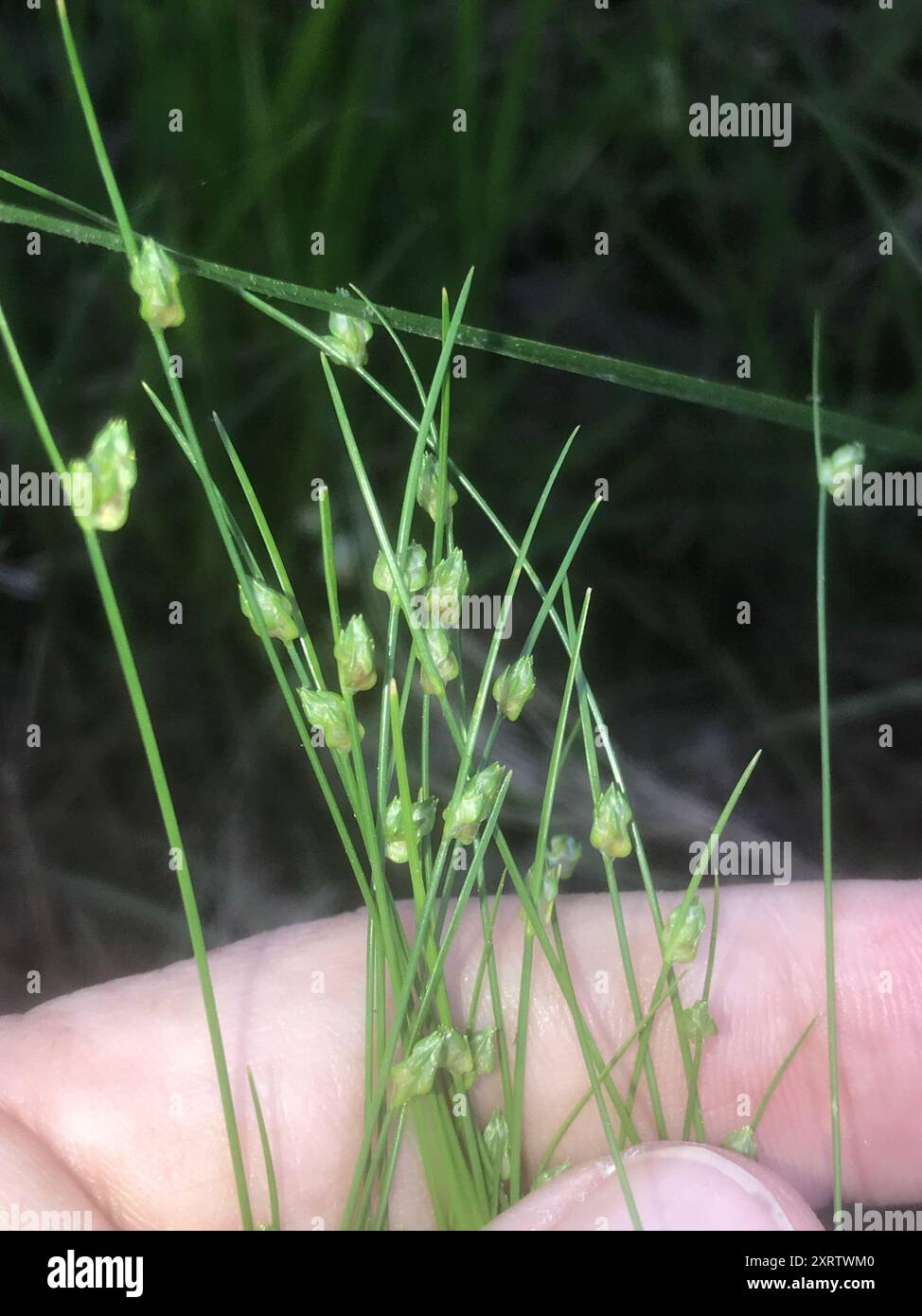 Keeled bulrush (Isolepis carinata) Plantae Stock Photo - Alamy