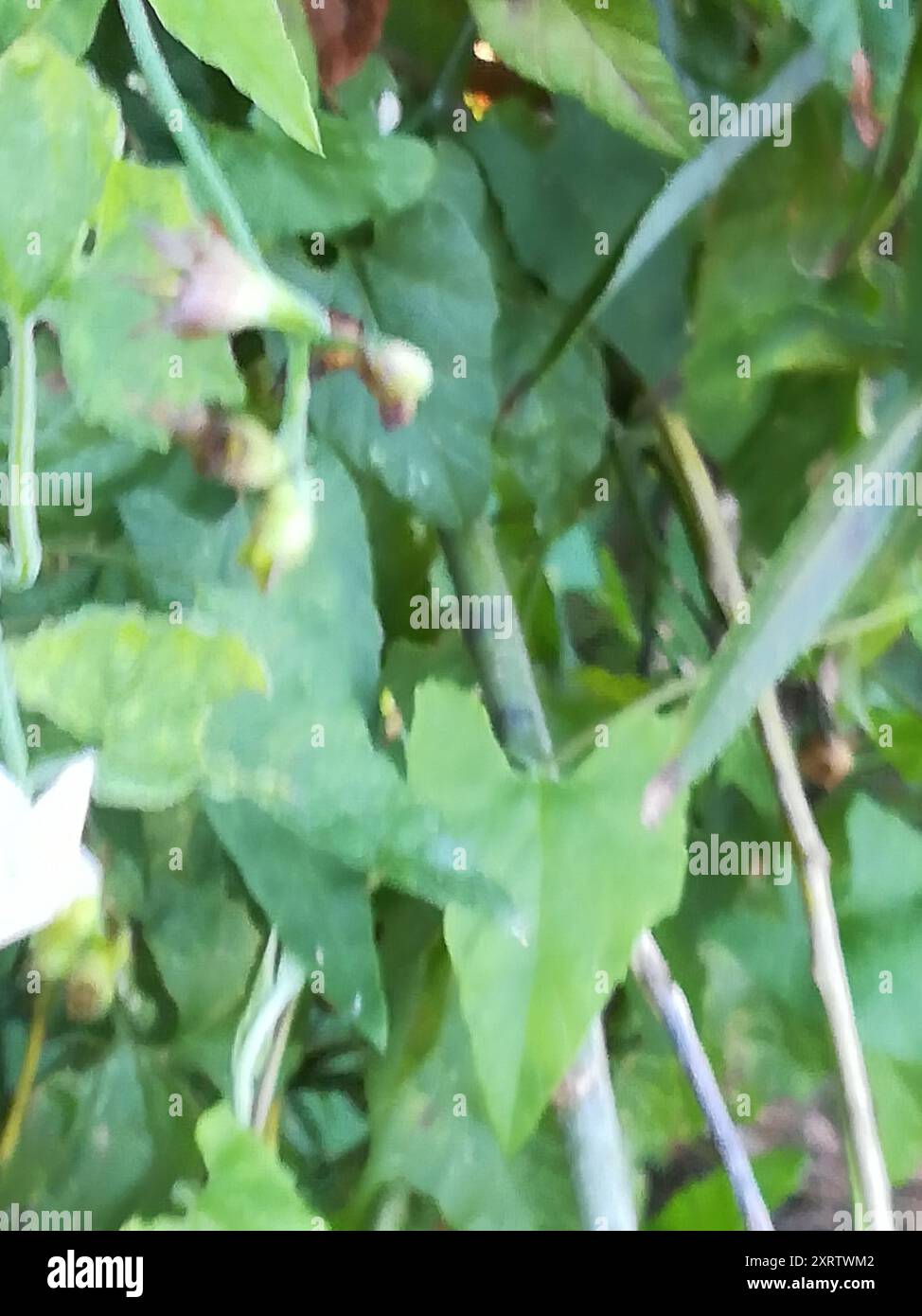 Wild Bindweed (Convolvulus farinosus) Plantae Stock Photo - Alamy