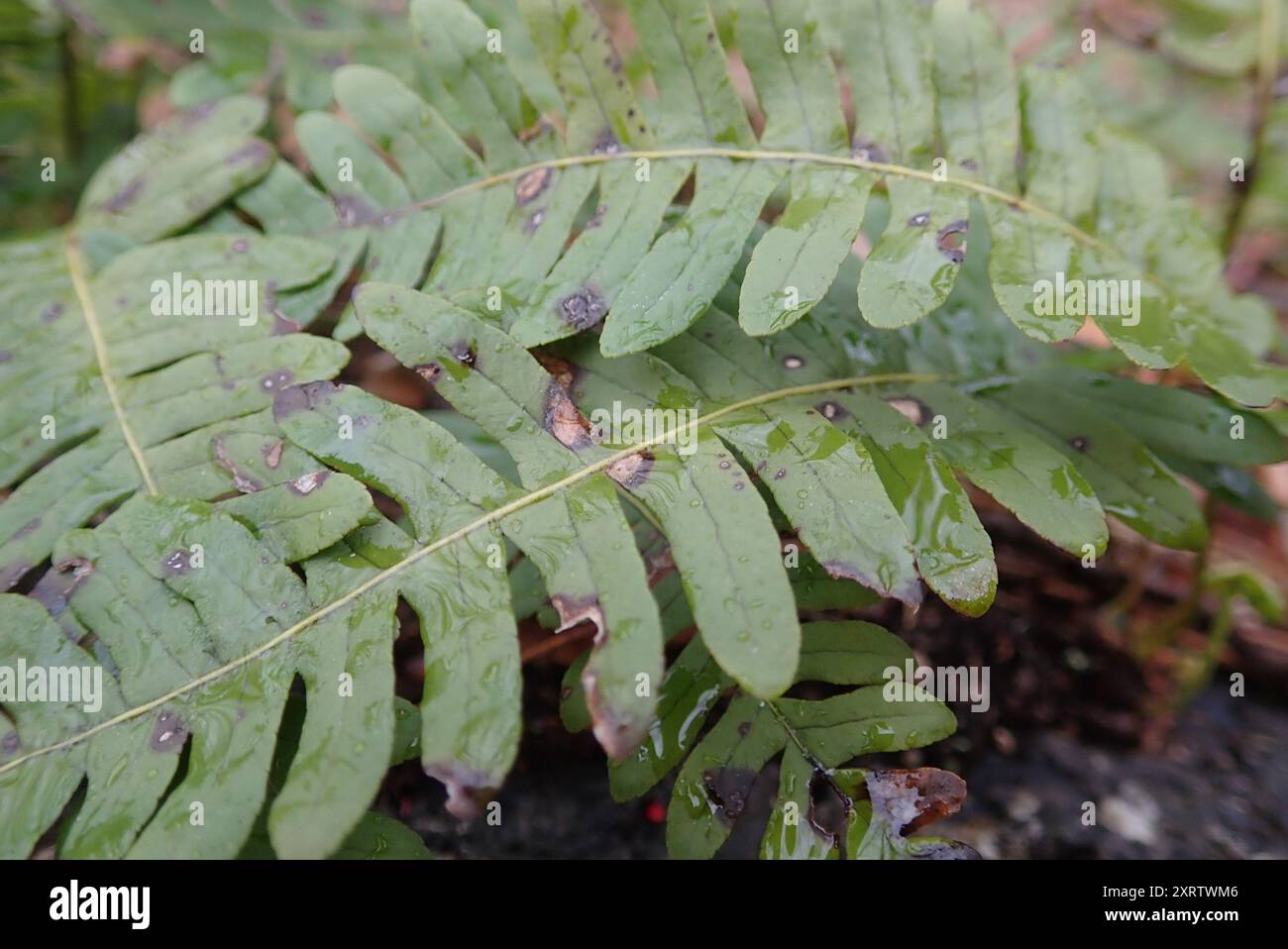 rock polypody (Polypodium virginianum) Plantae Stock Photo - Alamy