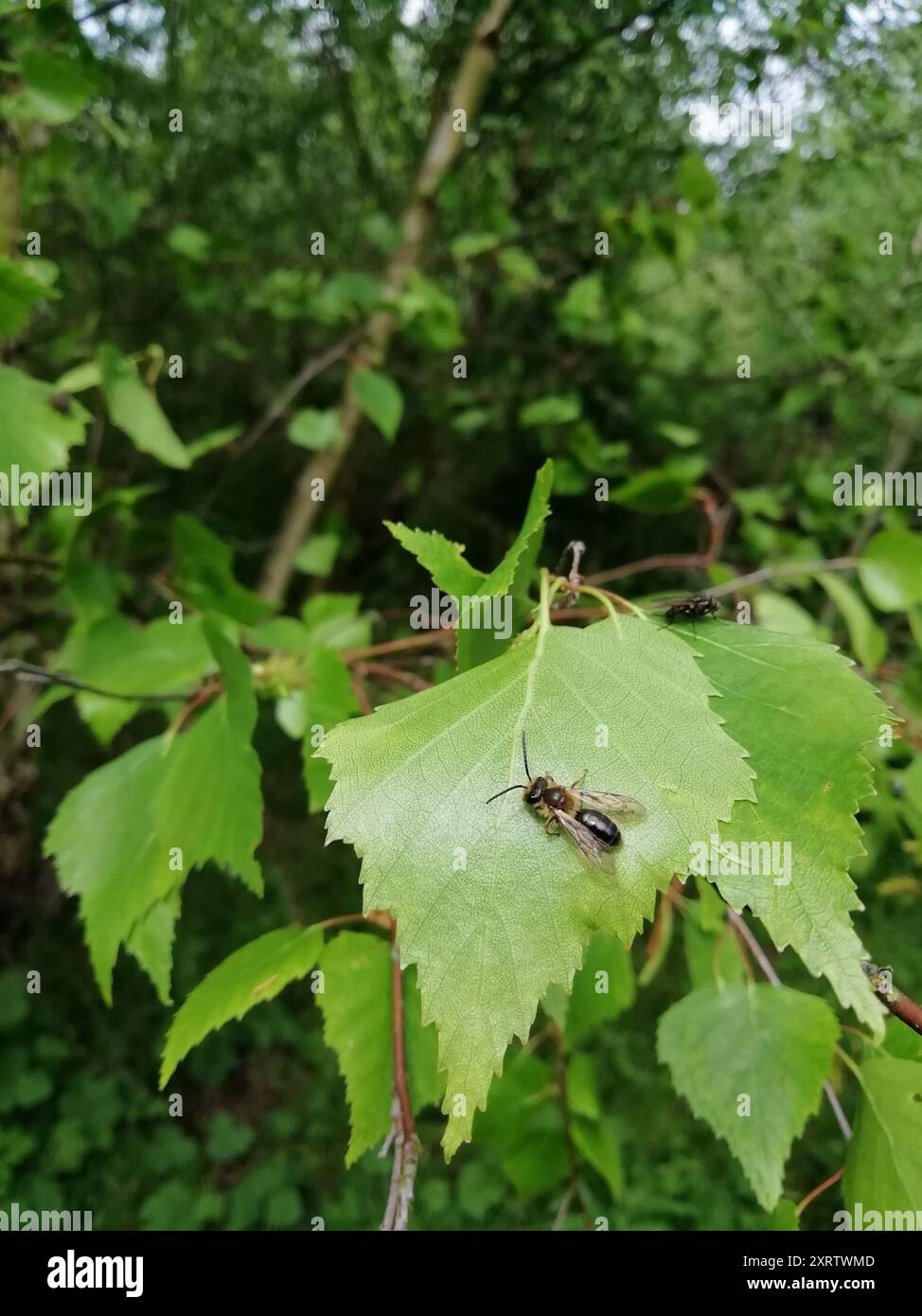 Mining Bees (Andrena) Insecta Stock Photo - Alamy