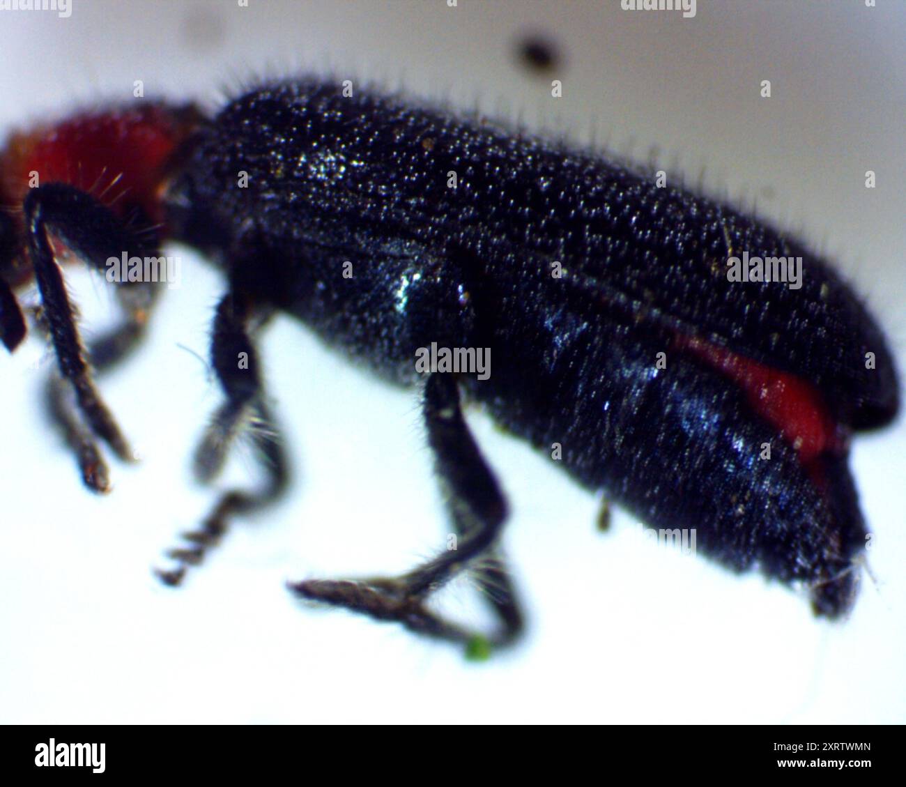 Black and Red Checkered Beetle (Placopterus thoracicus) Insecta Stock ...