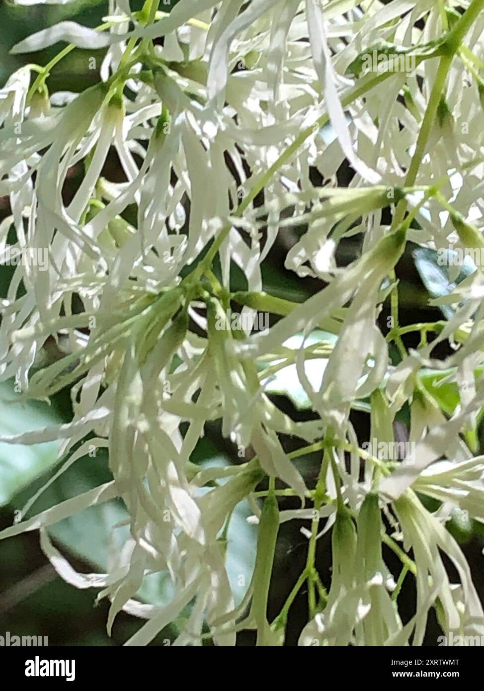 white fringetree (Chionanthus virginicus) Plantae Stock Photo - Alamy