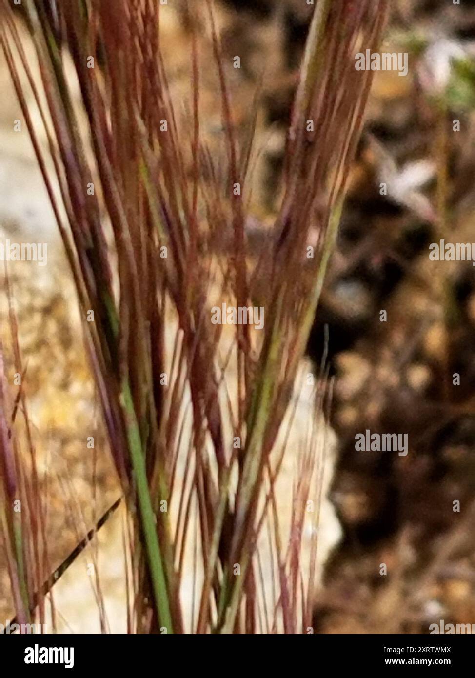 Purple Threeawn (Aristida purpurea) Plantae Stock Photo - Alamy