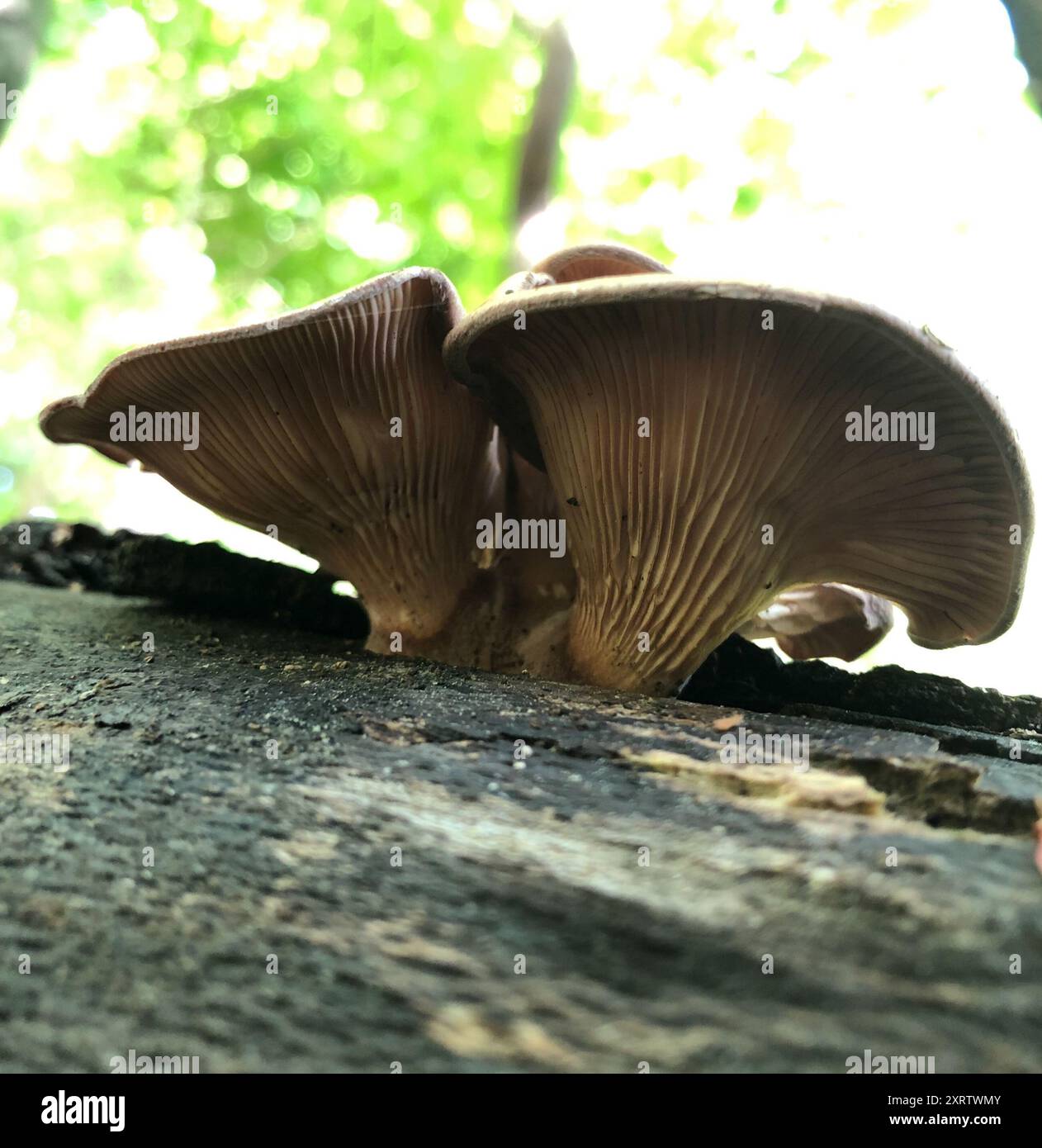 Lilac oysterling (Panus conchatus) Fungi Stock Photo - Alamy