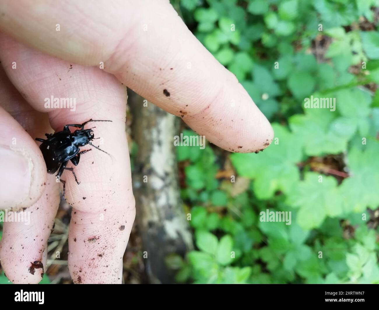 (Abax parallelepipedus) Insecta Stock Photo - Alamy