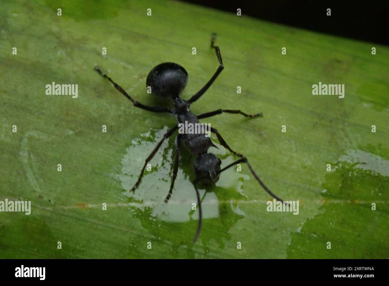 Savanna Spiny Sugar Ant (Polyrhachis schistacea) Insecta Stock Photo ...