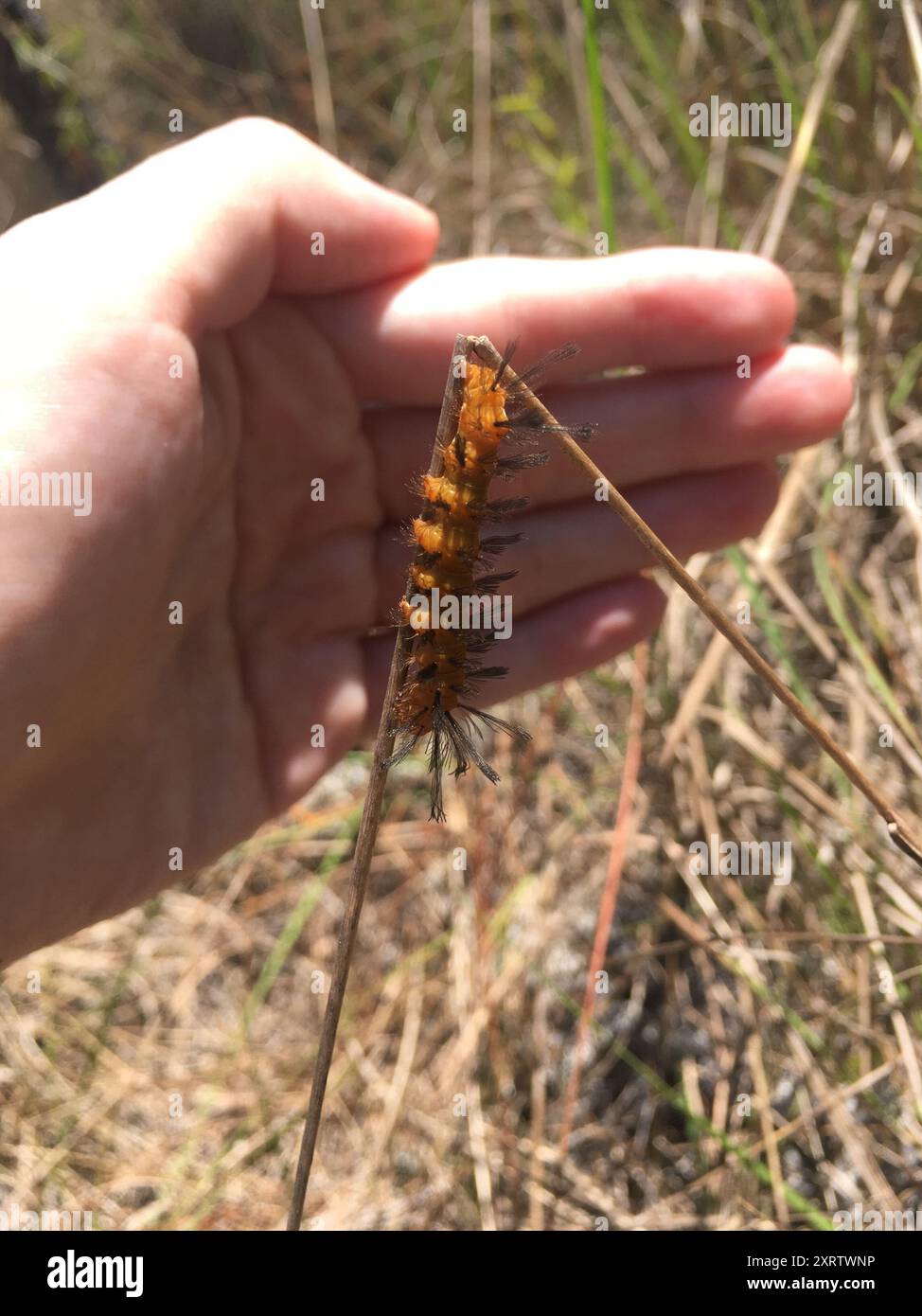 Polka-Dot Wasp Moth (Syntomeida epilais) Insecta Stock Photo - Alamy