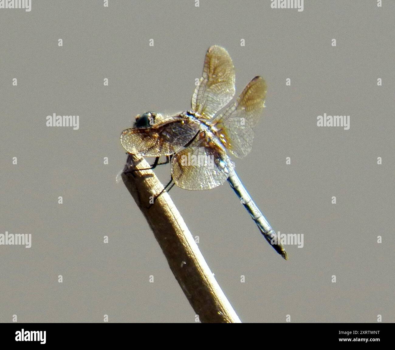 Blue Dasher (Pachydiplax longipennis) Insecta Stock Photo - Alamy